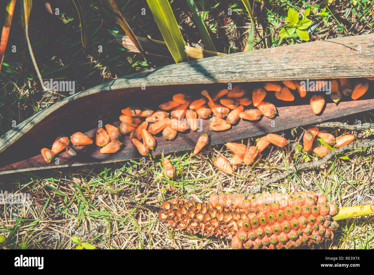 Seashore Palm Fruit (Allagoptera Arenaria) - Caxandó, Buri-da-praia ...