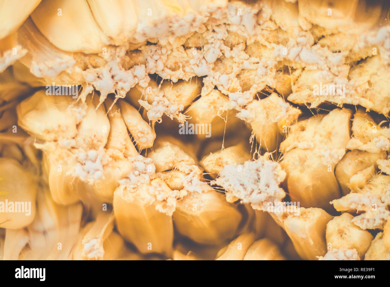 Jackfruit Flesh (Artocarpus heterophyllus).Sitcky latex. Jackfruit ...