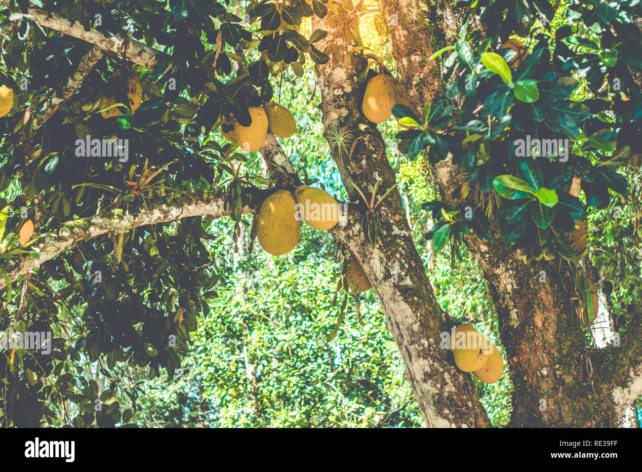 Beautiful Jackfruit tree trunk (Artocarpus heterophyllus Stock Photo ...