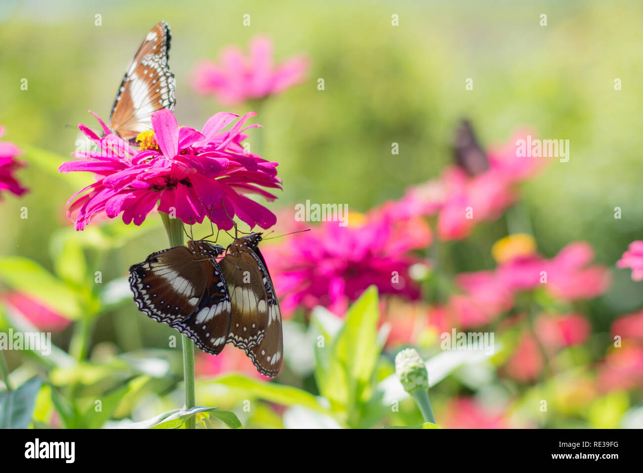 Beautiful butterfly in the flower garden Stock Photo - Alamy