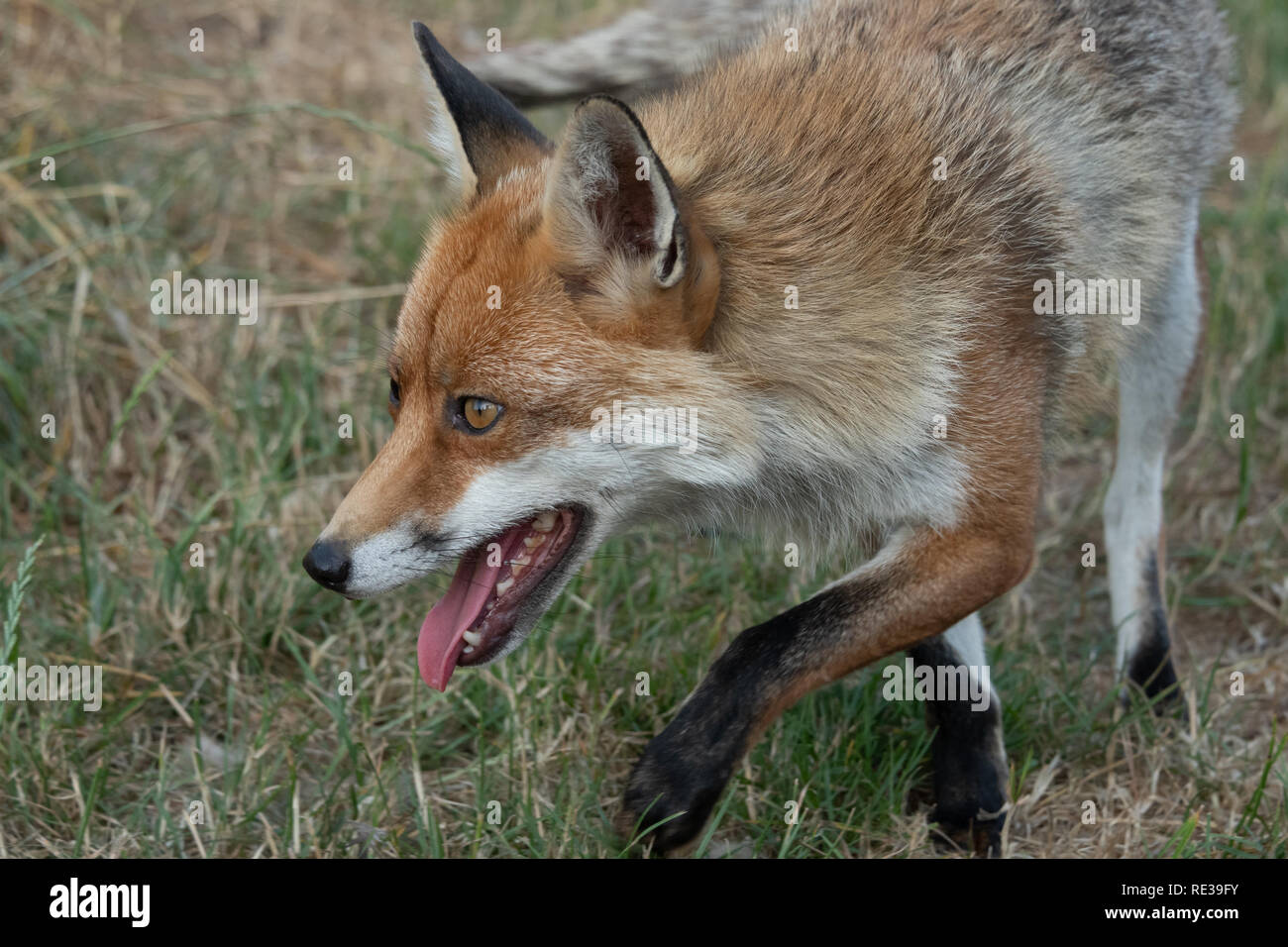 Fox face close up hi-res stock photography and images - Alamy