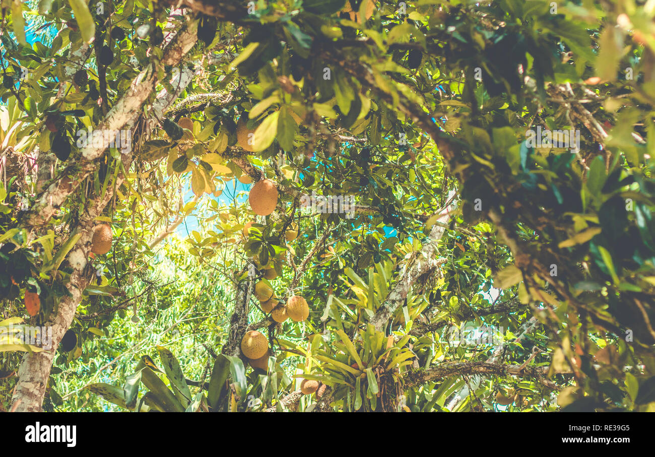 Jackfruit trees hi-res stock photography and images - Alamy