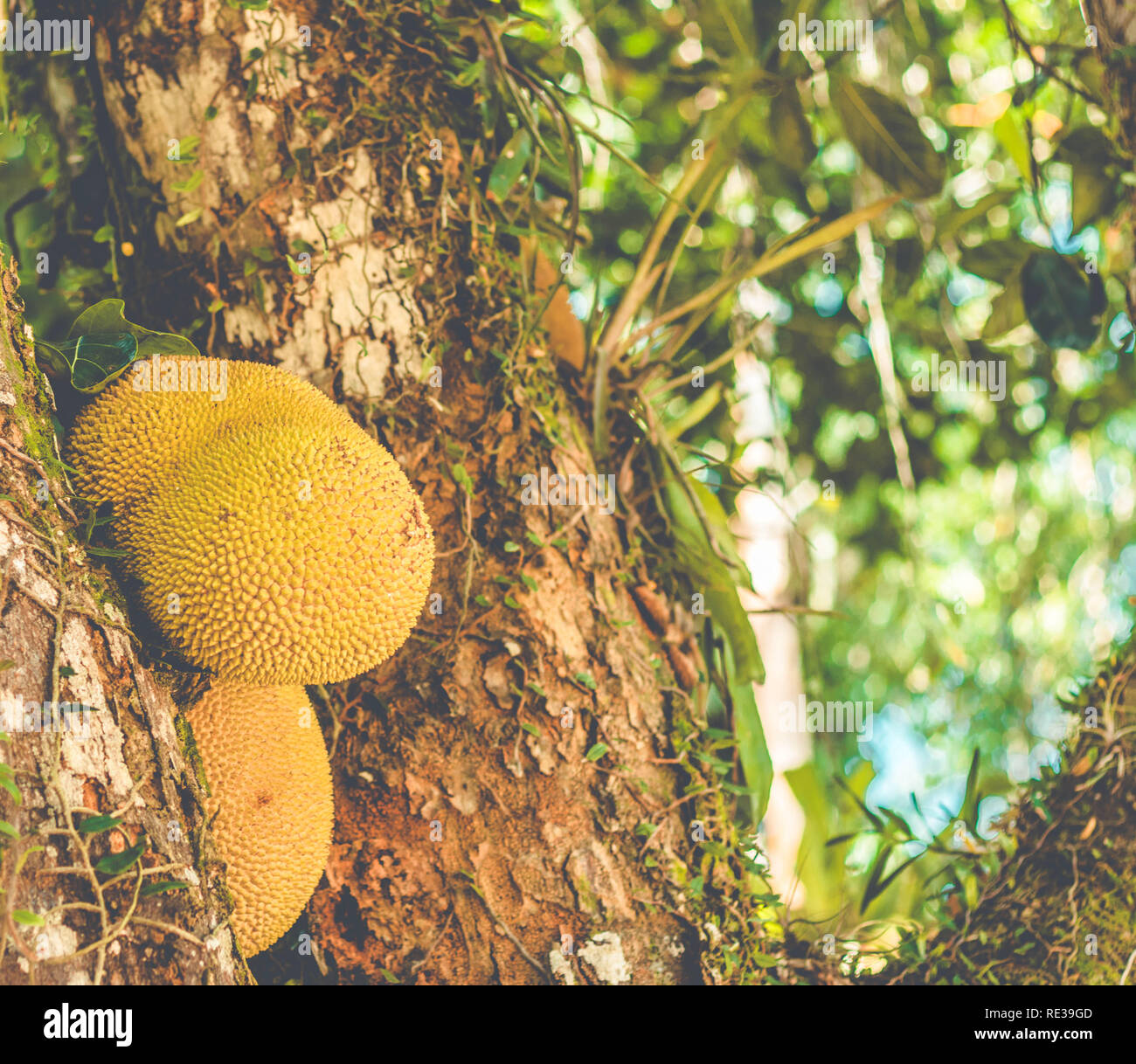 Beautiful Jackfruit tree trunk (Artocarpus heterophyllus Stock Photo ...