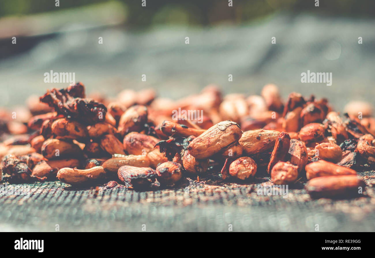 Organic Cacao beans drying process. Homemade chocolate Stock Photo - Alamy