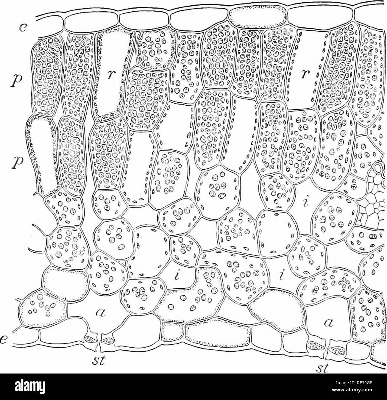 Stomata and guard cells in leaf epidermis hi-res stock photography and ...