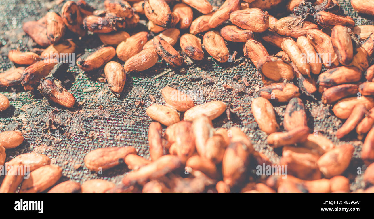 Sun drying cocoa beans hi-res stock photography and images - Alamy
