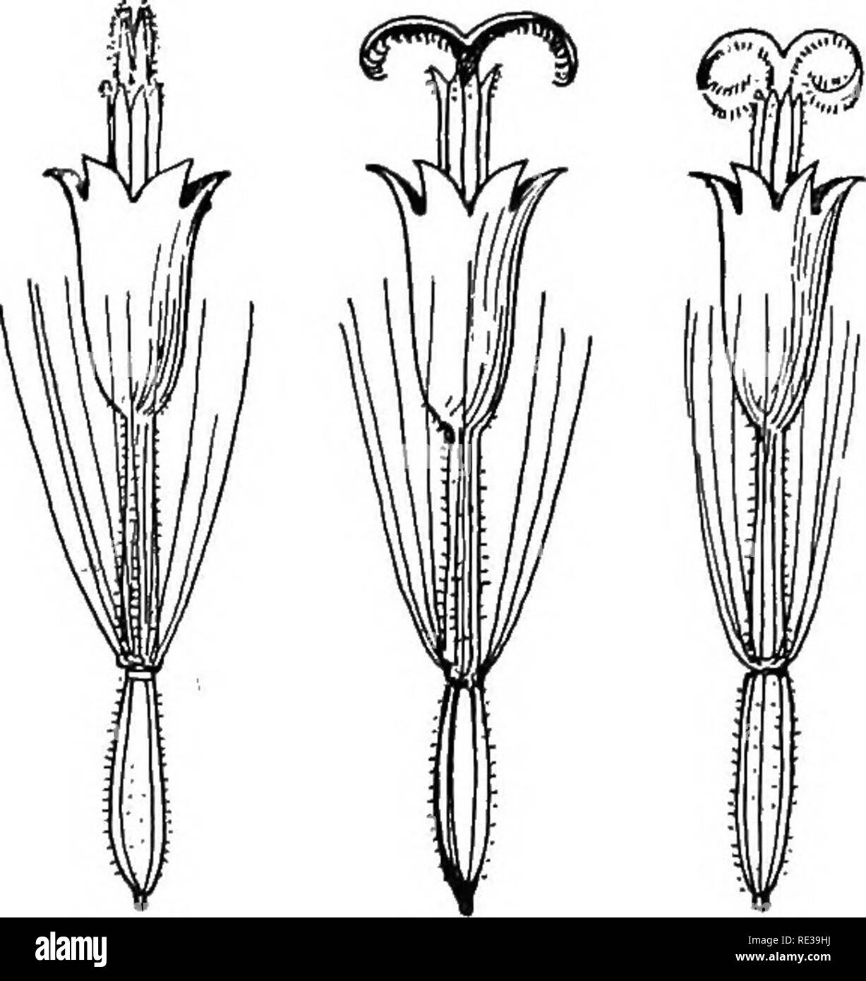 . A practical course in botany, with especial reference to its bearings ...