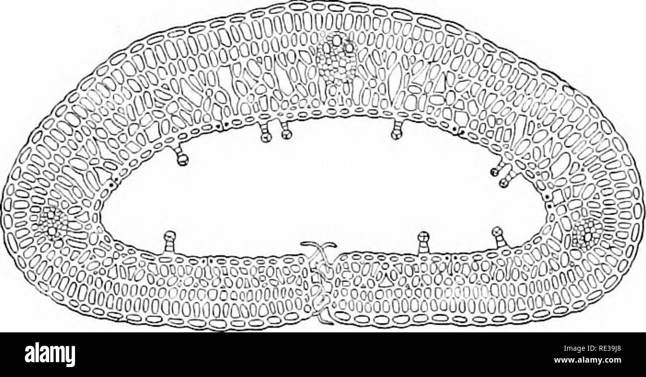. Elements of botany. Botany. ECOLOGY OF LEAVES 117 Fig. 81. Melon ...
