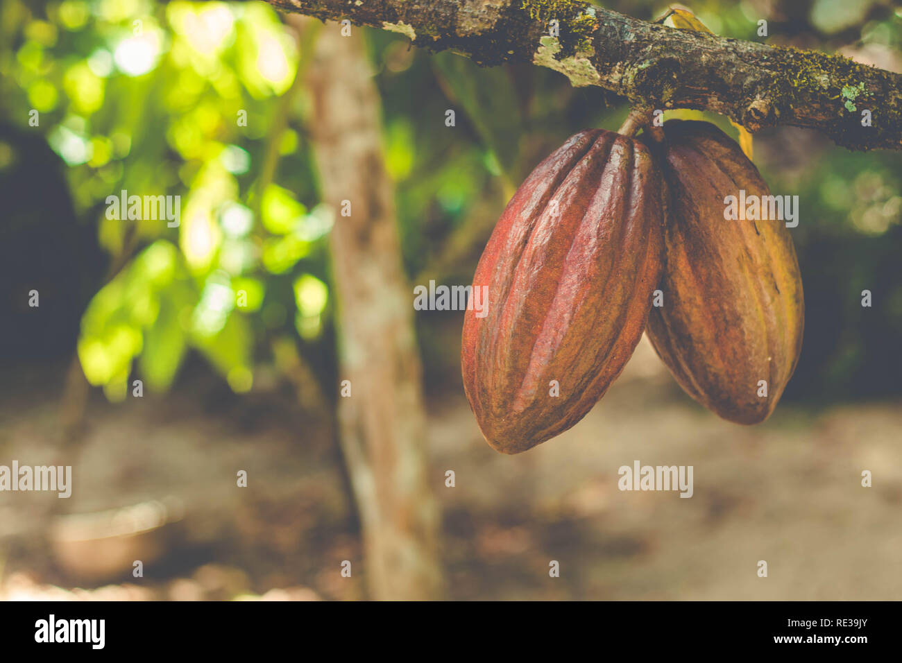 Organic cacao tree with cacao (Theobroma cacao) Texture and Background ...