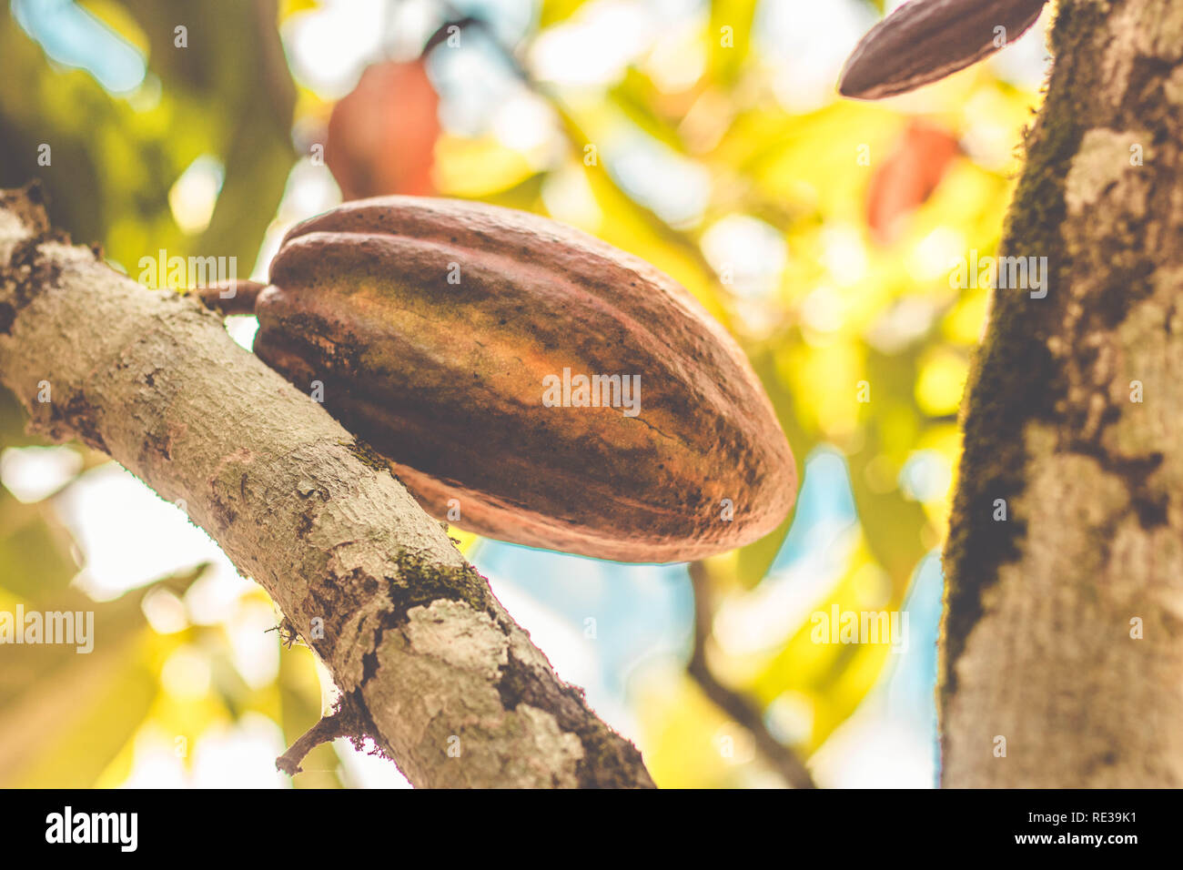 Organic cacao tree with cacao (Theobroma cacao) Texture and Background ...