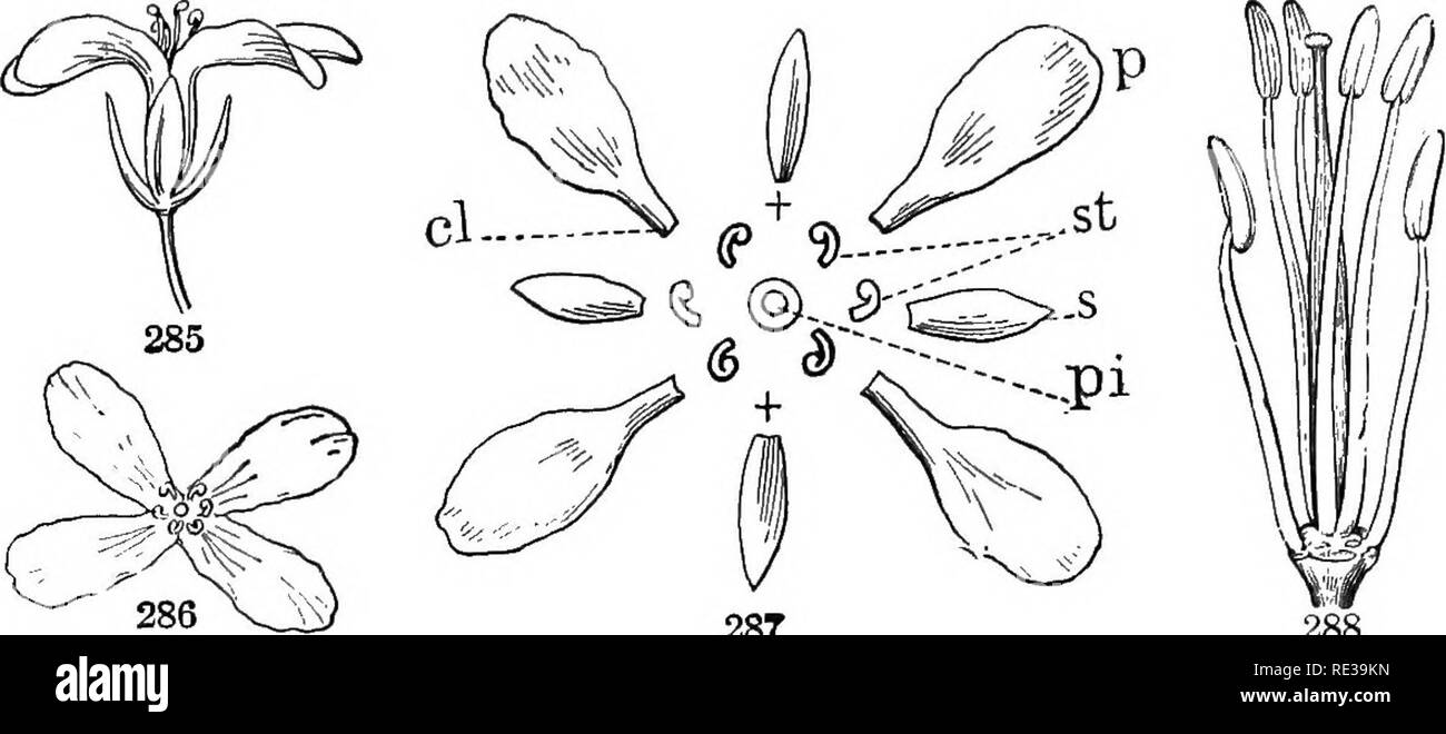 Parts Of A Flower Diagram Black and White Stock Photos & Images - Alamy