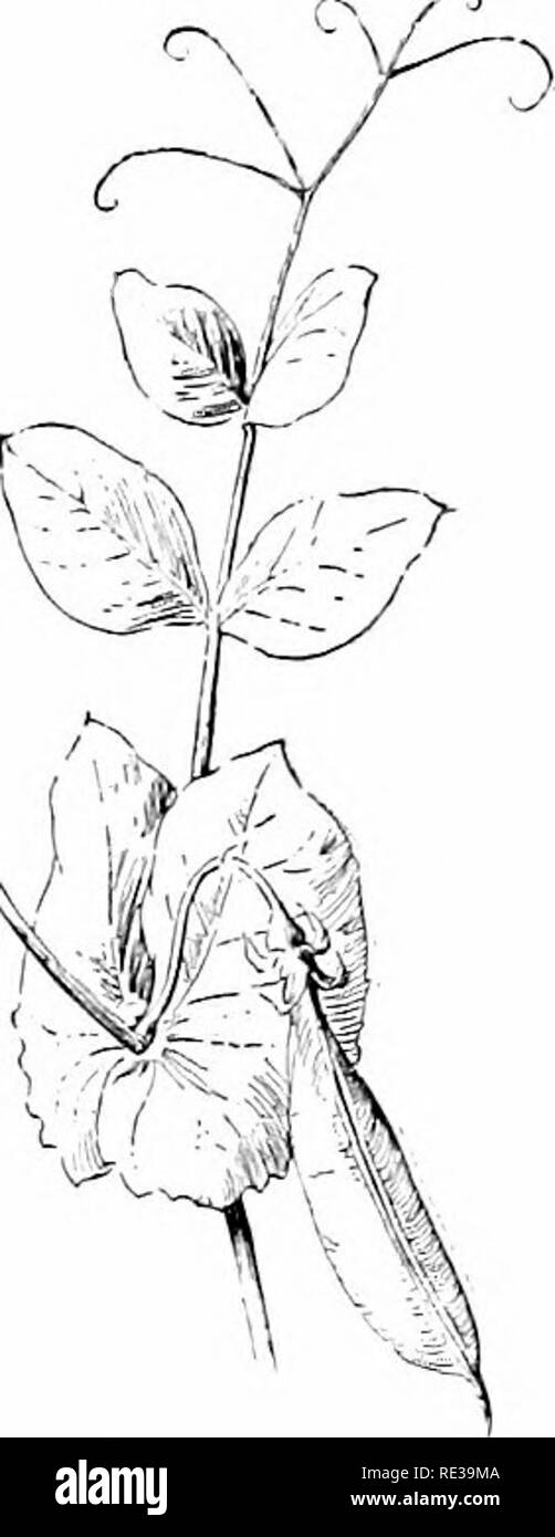 Stipules hi-res stock photography and images - Alamy