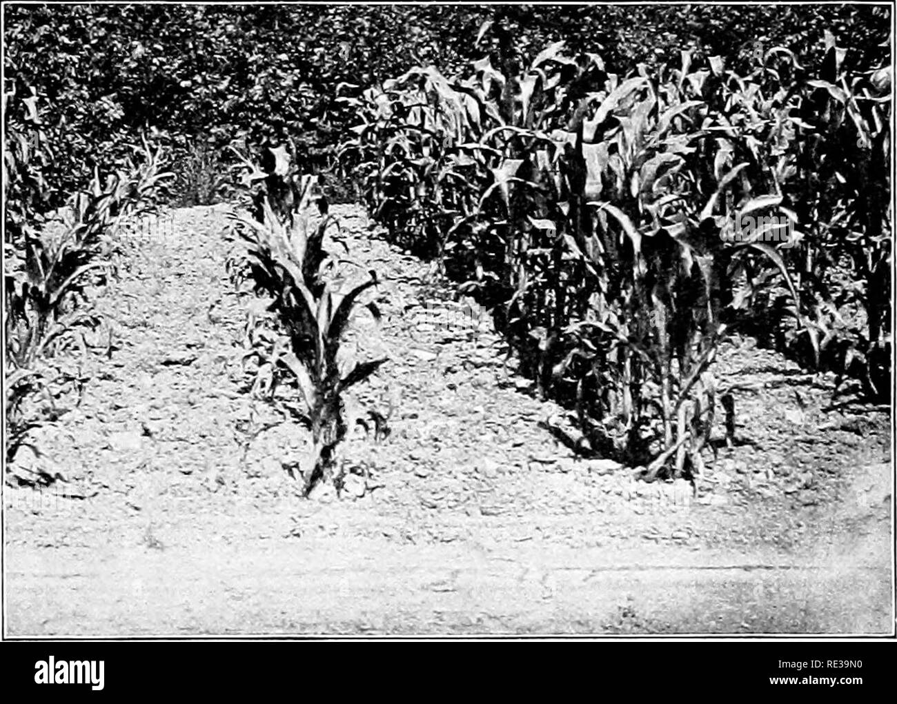 Corn cross pollination hi-res stock photography and images - Alamy