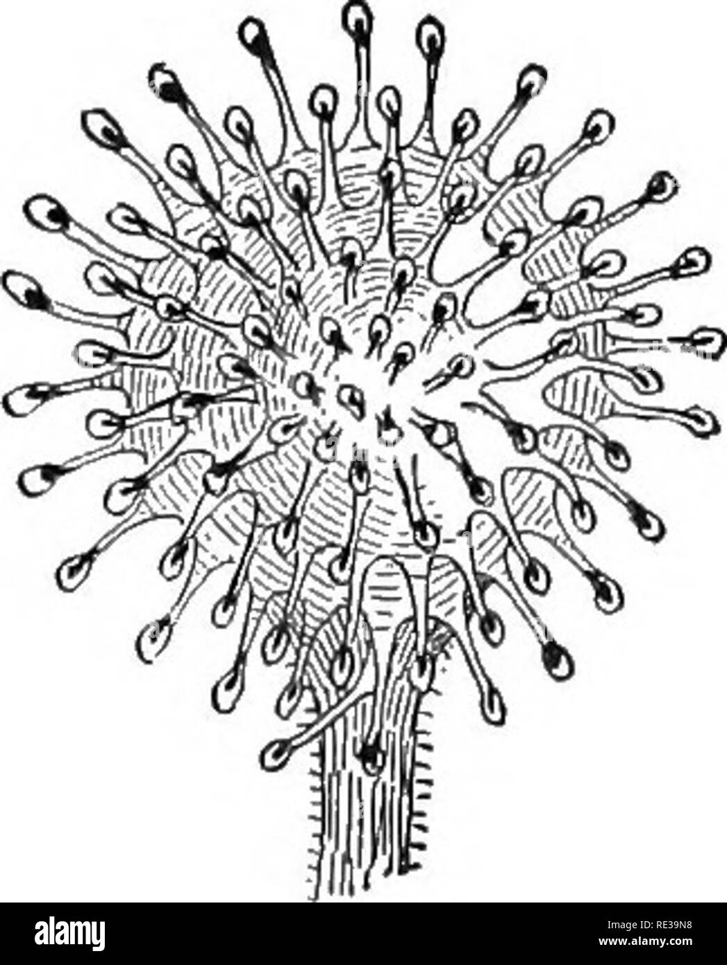Sundew Plant Diagram