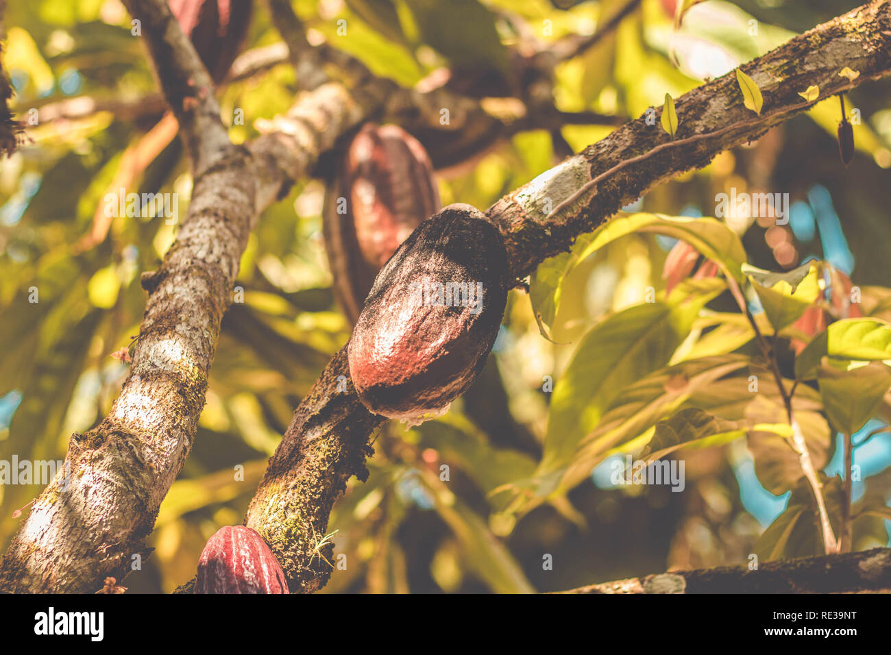Organic cacao tree with cacao (Theobroma cacao) Texture and Background ...