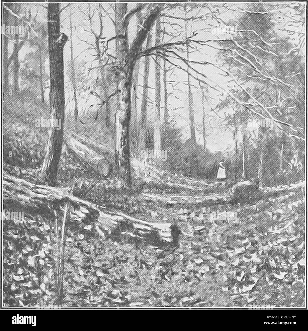 Taper pointed leaves hi-res stock photography and images - Alamy