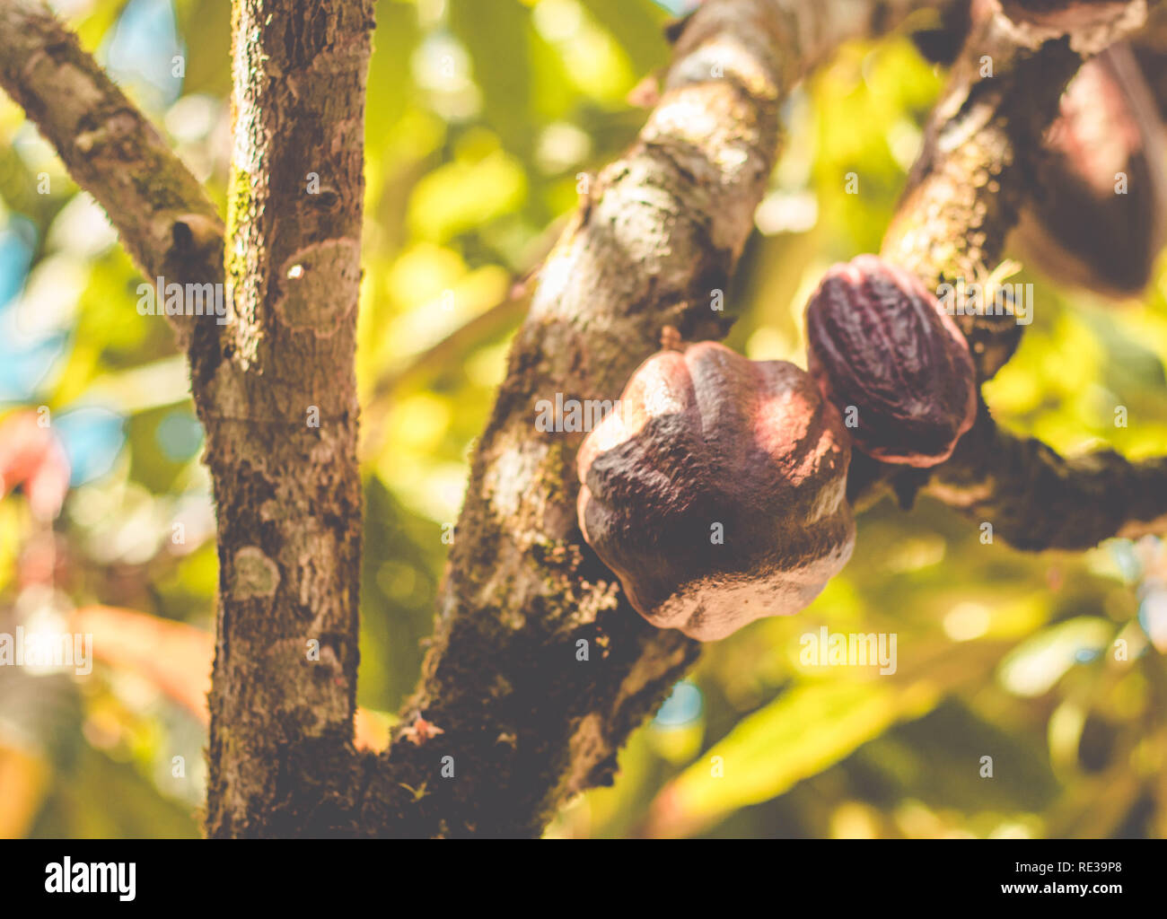 Organic cacao tree with cacao (Theobroma cacao) Texture and Background ...