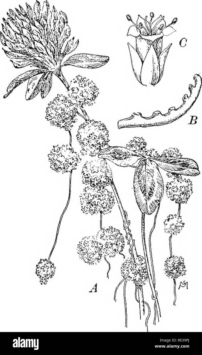 Clover dodder Black and White Stock Photos & Images - Alamy