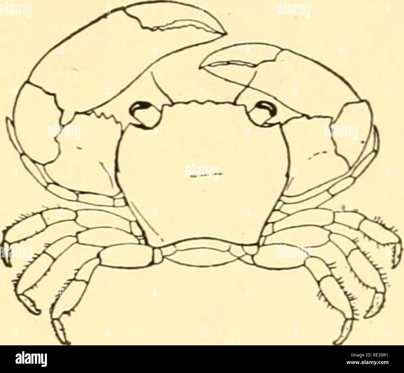 Trapezia intermedia hi-res stock photography and images - Alamy