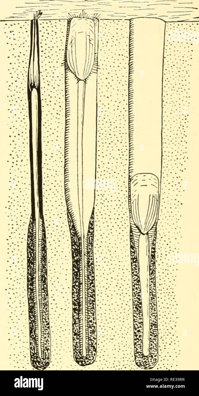 Razor clam burrow hi-res stock photography and images - Alamy