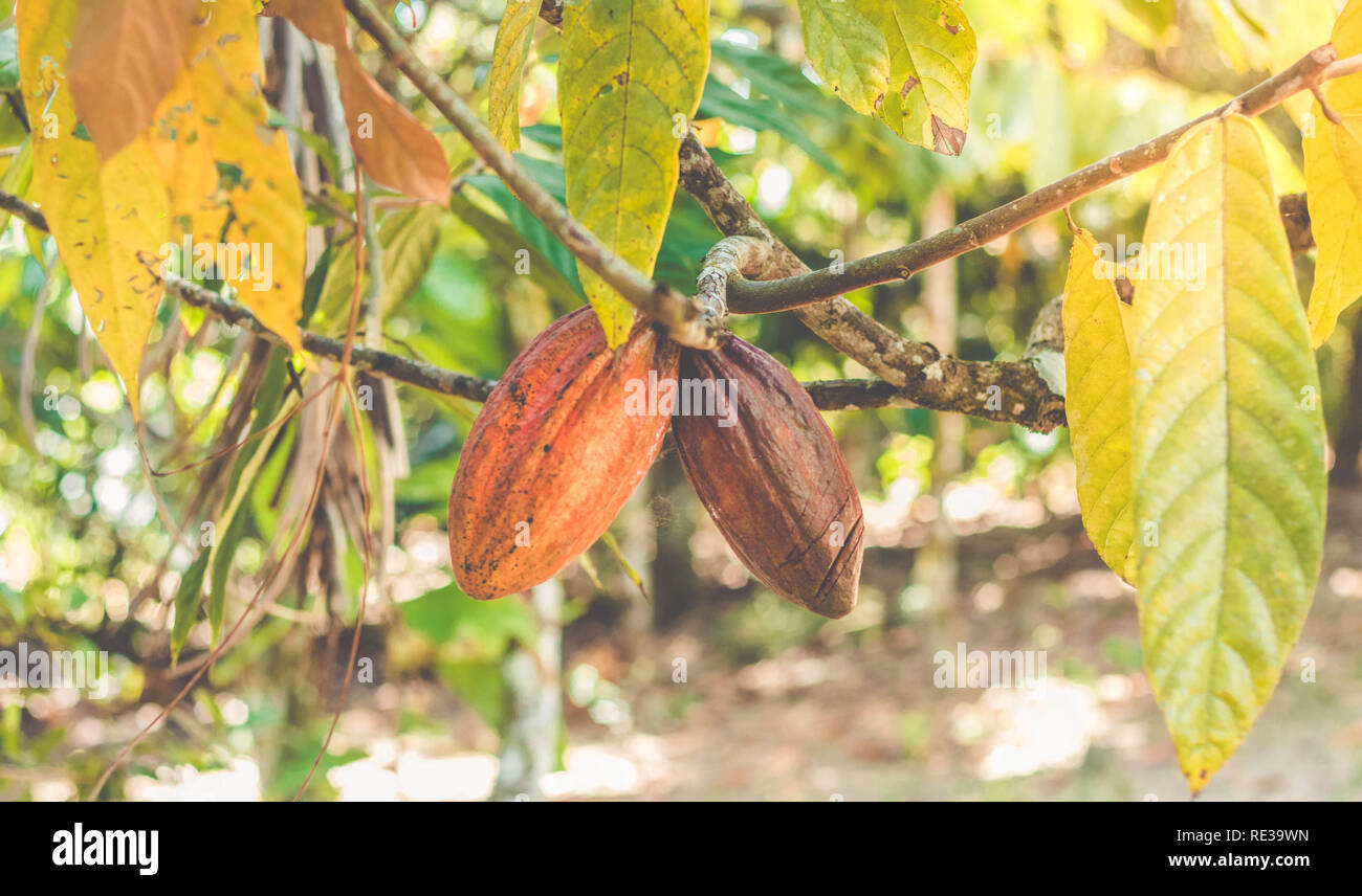 Cocoa theobroma cacao leaf hi-res stock photography and images - Alamy