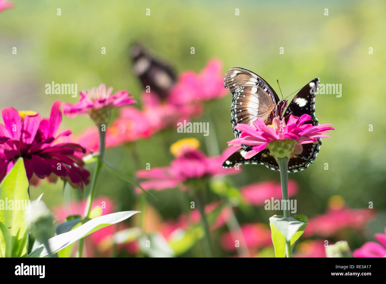 Flying butterfly in the sky hi-res stock photography and images - Alamy