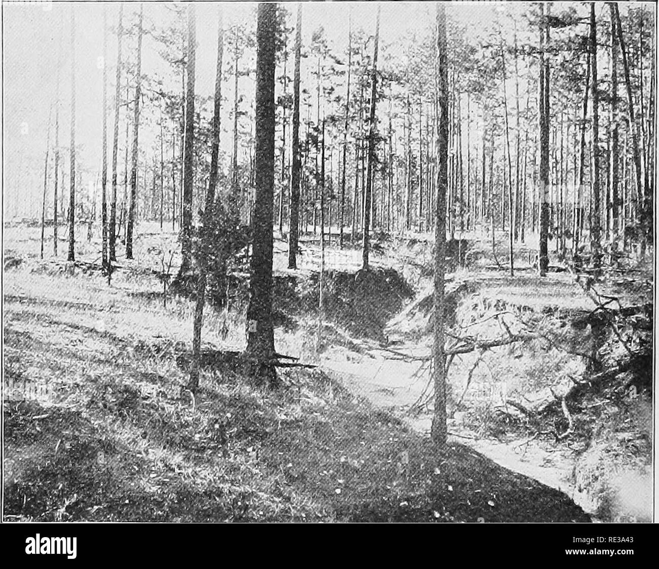 Trees soil erosion Black and White Stock Photos & Images - Alamy