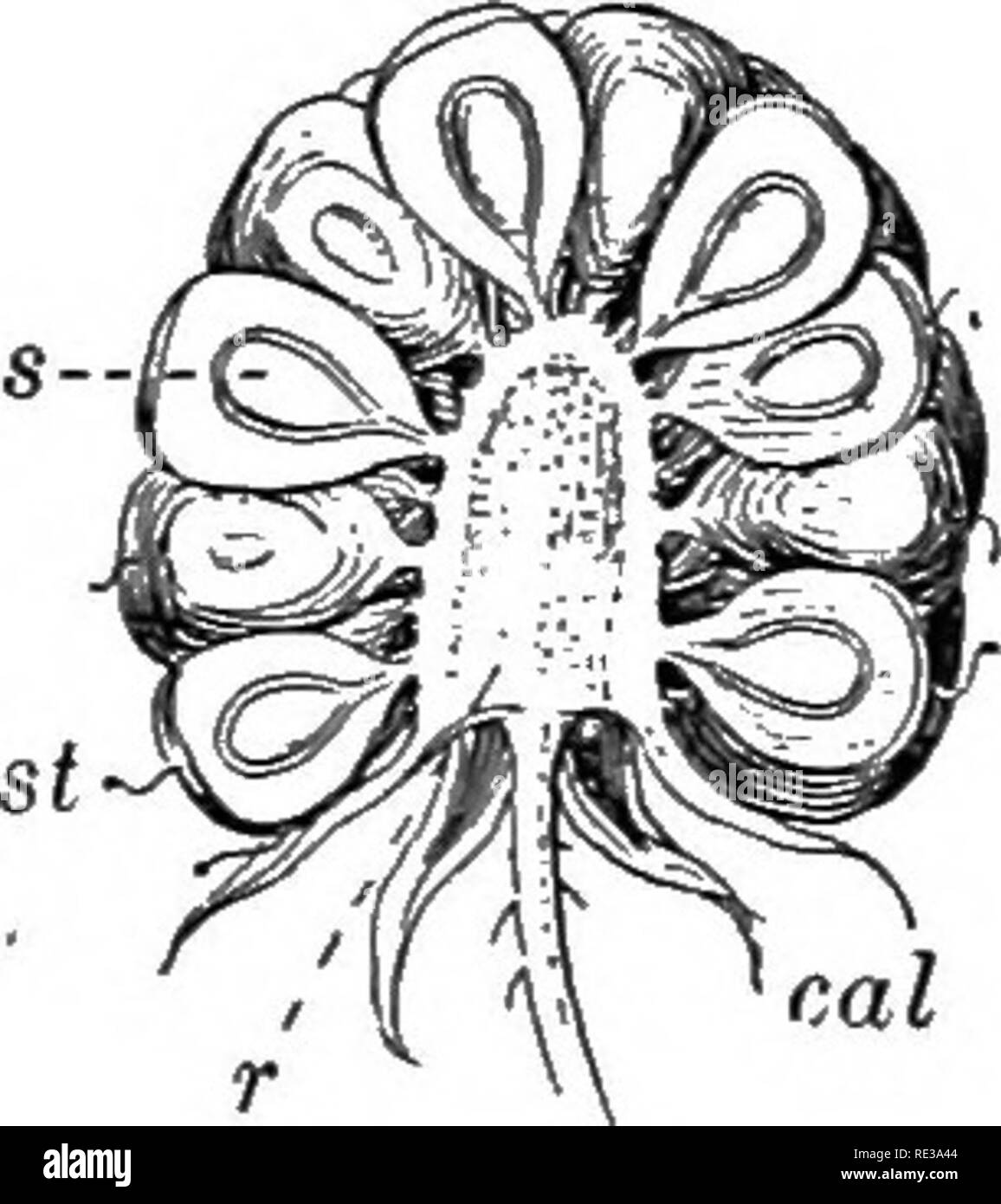 Lot orange fruit in Black and White Stock Photos & Images - Alamy