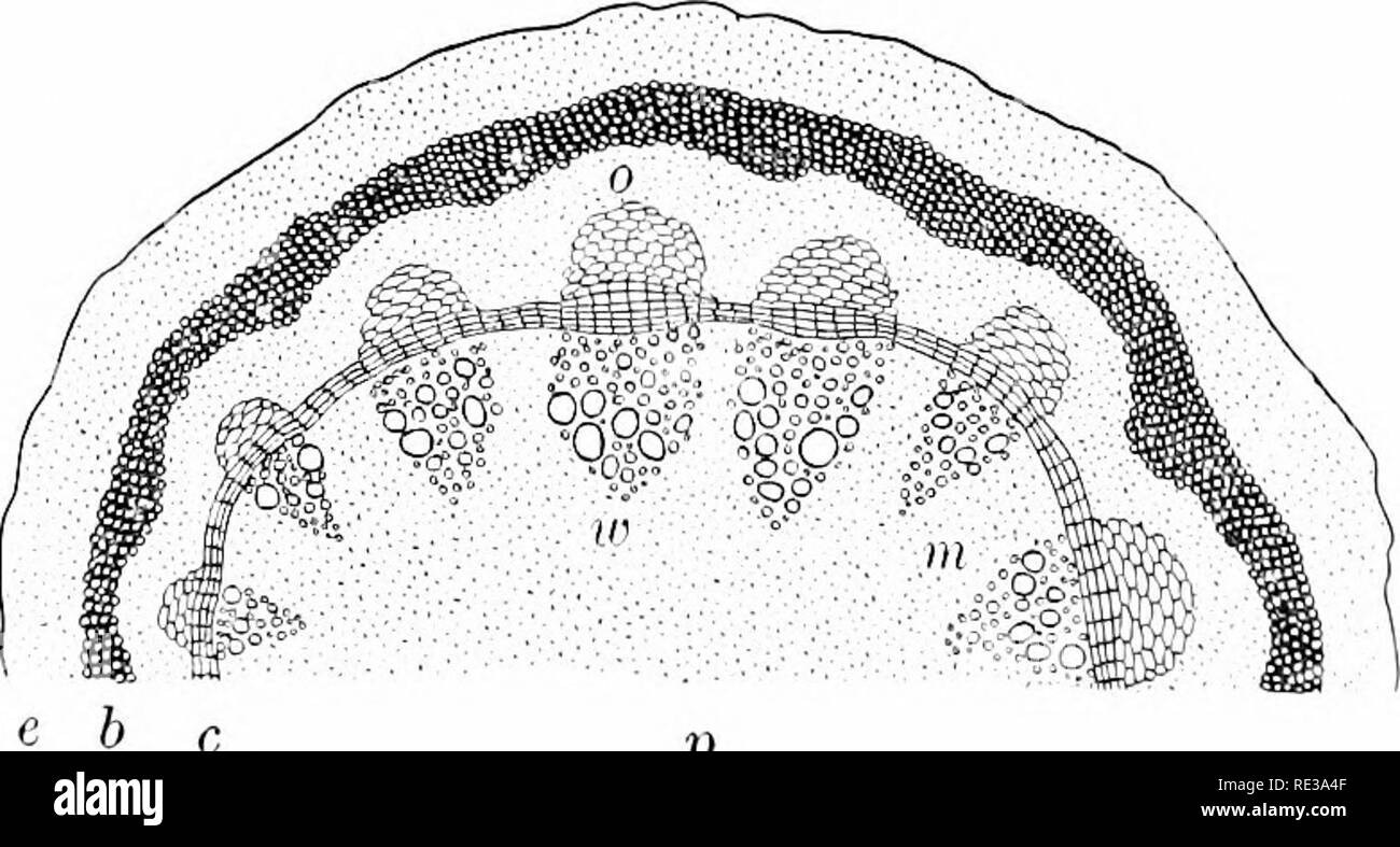 Woody stem cross section Black and White Stock Photos & Images - Alamy