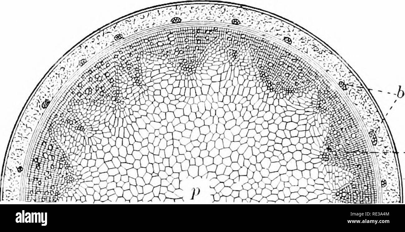 . Elements of botany. Botany. 68 ELEMENTS OF BOTANY Examine a vegetable ...