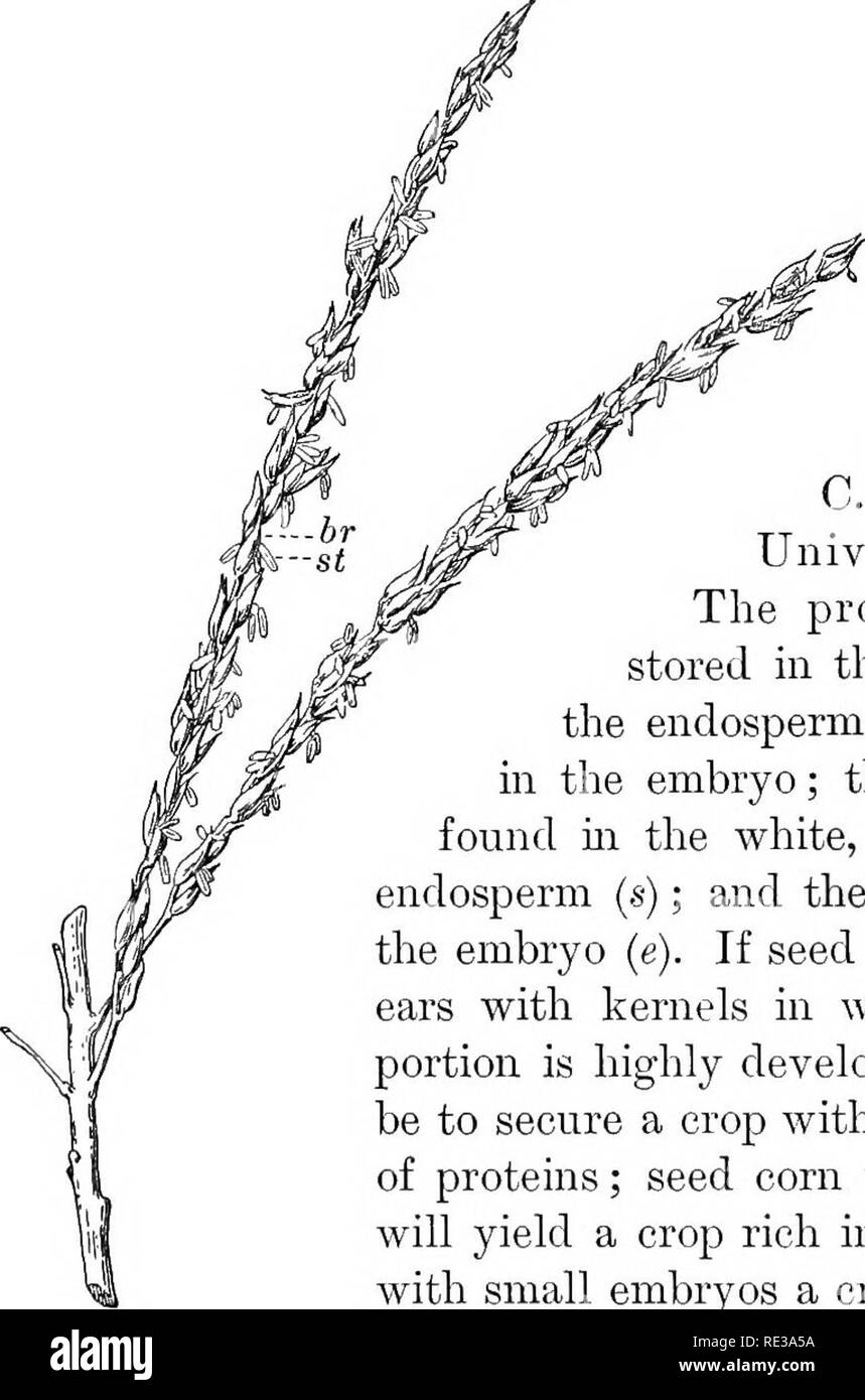 . Practical botany. Botany. 420 PRACTICAL BOTANY more than $100,000,000 ...