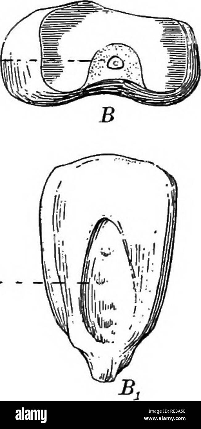 Corn cross section Black and White Stock Photos & Images - Alamy