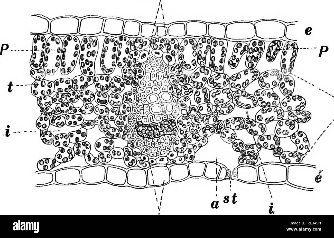 Transverse section of a leaf hi-res stock photography and images - Alamy