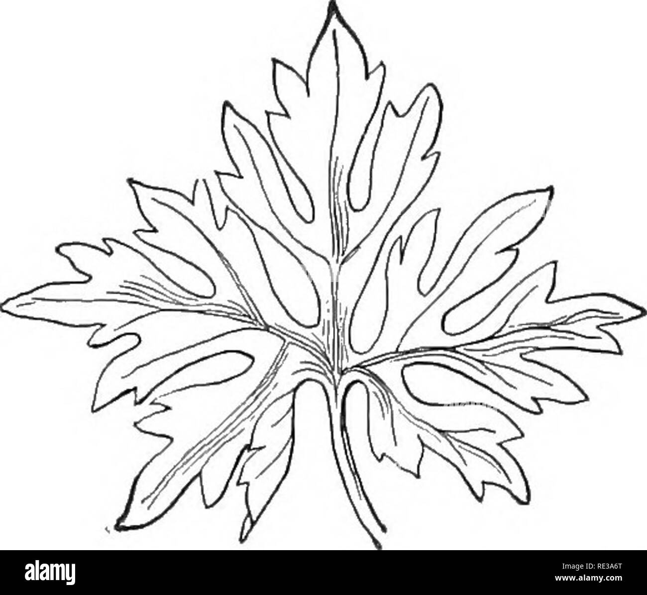 Parted leaf hi-res stock photography and images - Alamy