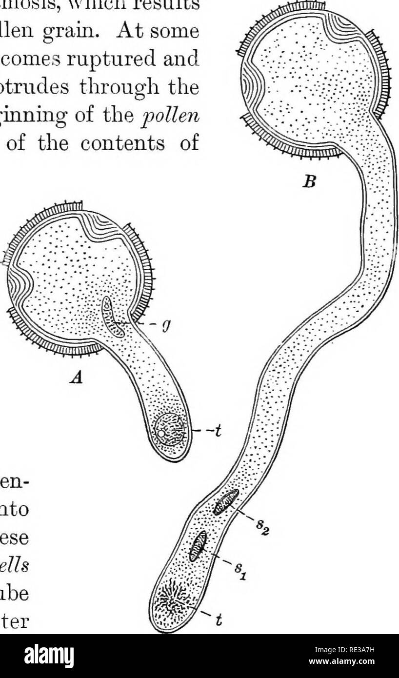 . Introduction to botany. Botany. POLLIXATIOX AXD FEETILIZATIOX 135 ...