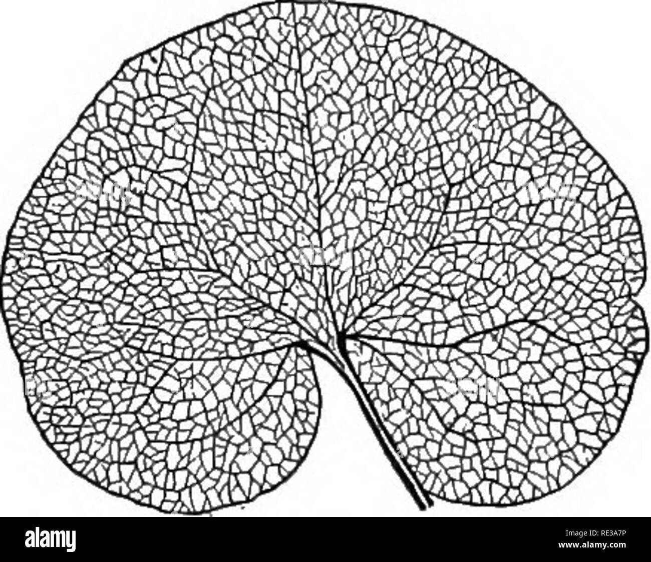 Palmately ribbed leaves hi-res stock photography and images - Alamy