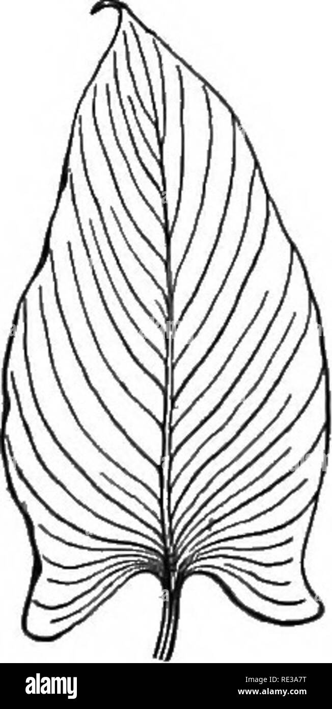 Veining system hi-res stock photography and images - Alamy