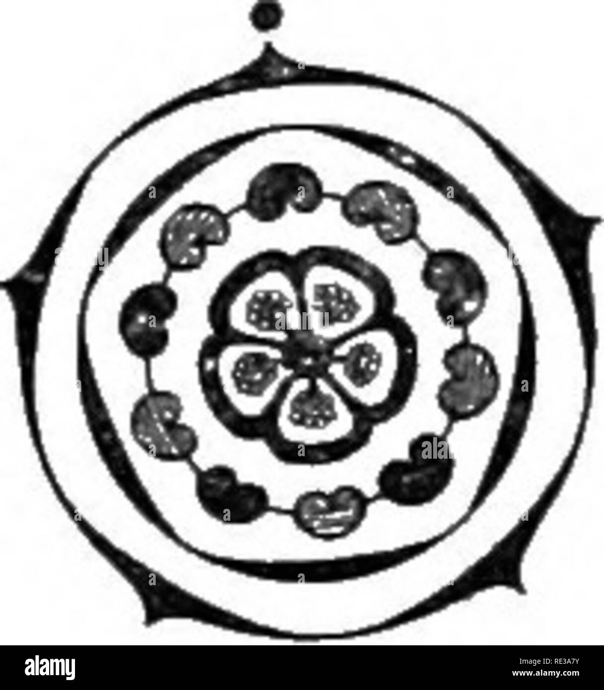 Composite flower diagram Black and White Stock Photos & Images - Alamy