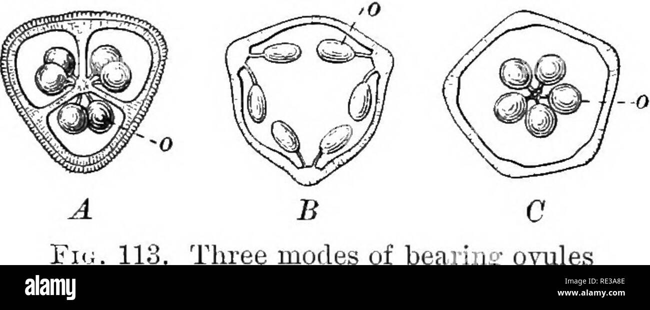 . Introduction to botany. Botany. FLOWERS 131 consisting of a single ...