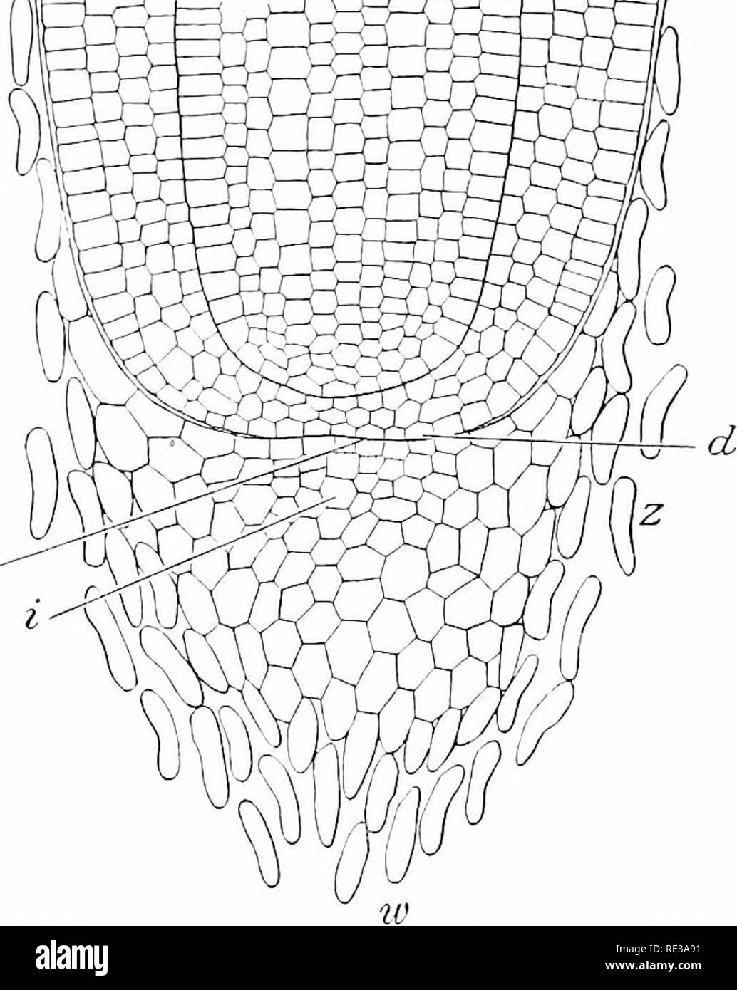 Air root roots tree Black and White Stock Photos & Images - Alamy