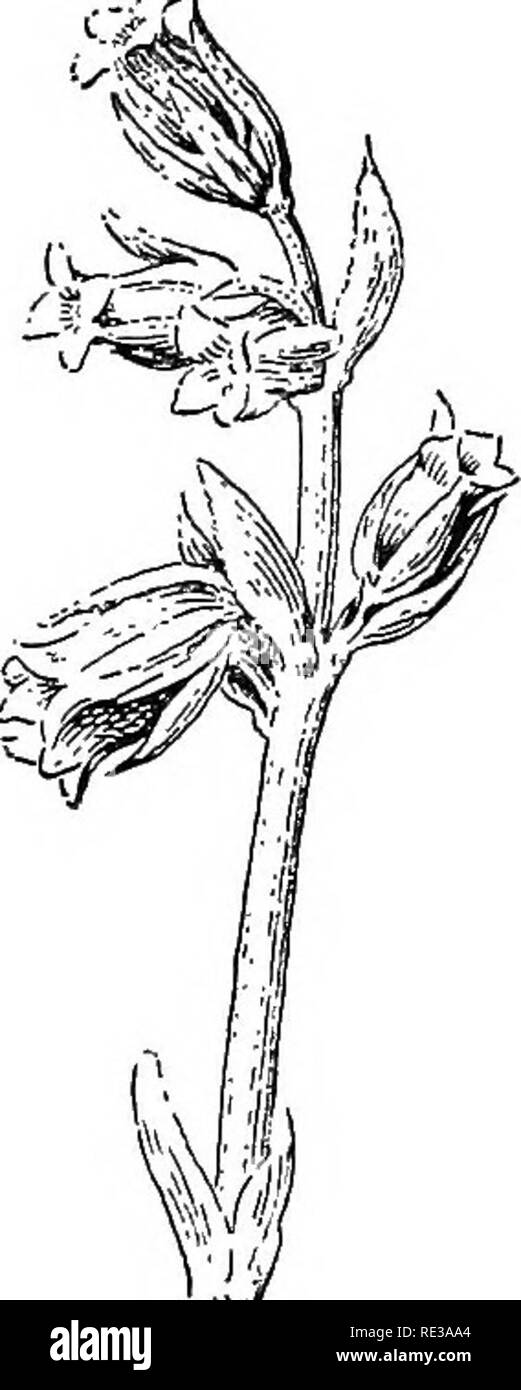 . Practical botany. Botany. 382 PRACTICAL BOTANY along the -surface of ...