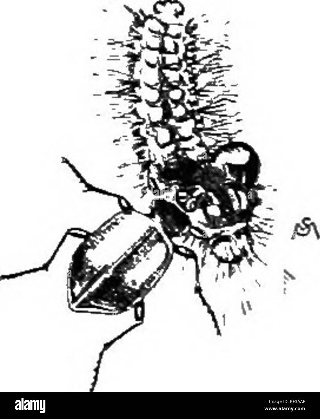 Here spruce wood infested by bark beetles hi-res stock photography and ...