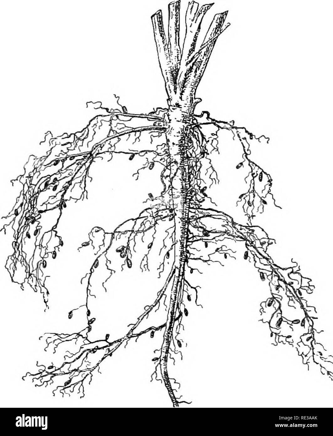 Root growth experiment Black and White Stock Photos & Images - Alamy