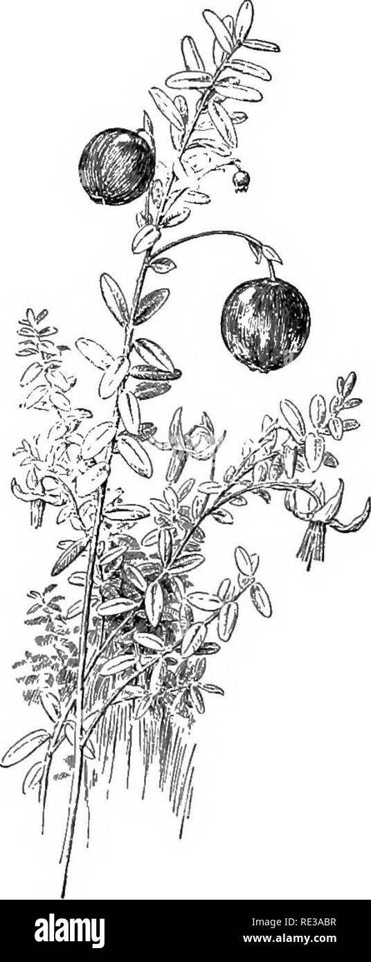 . Practical botany. Botany. LEADING FAMILIES OF ELOWEEING PLANTS 363 ...