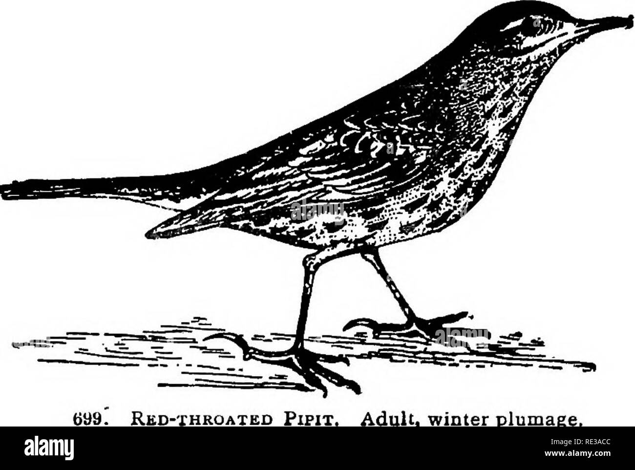 Faint purple markings hi-res stock photography and images - Alamy