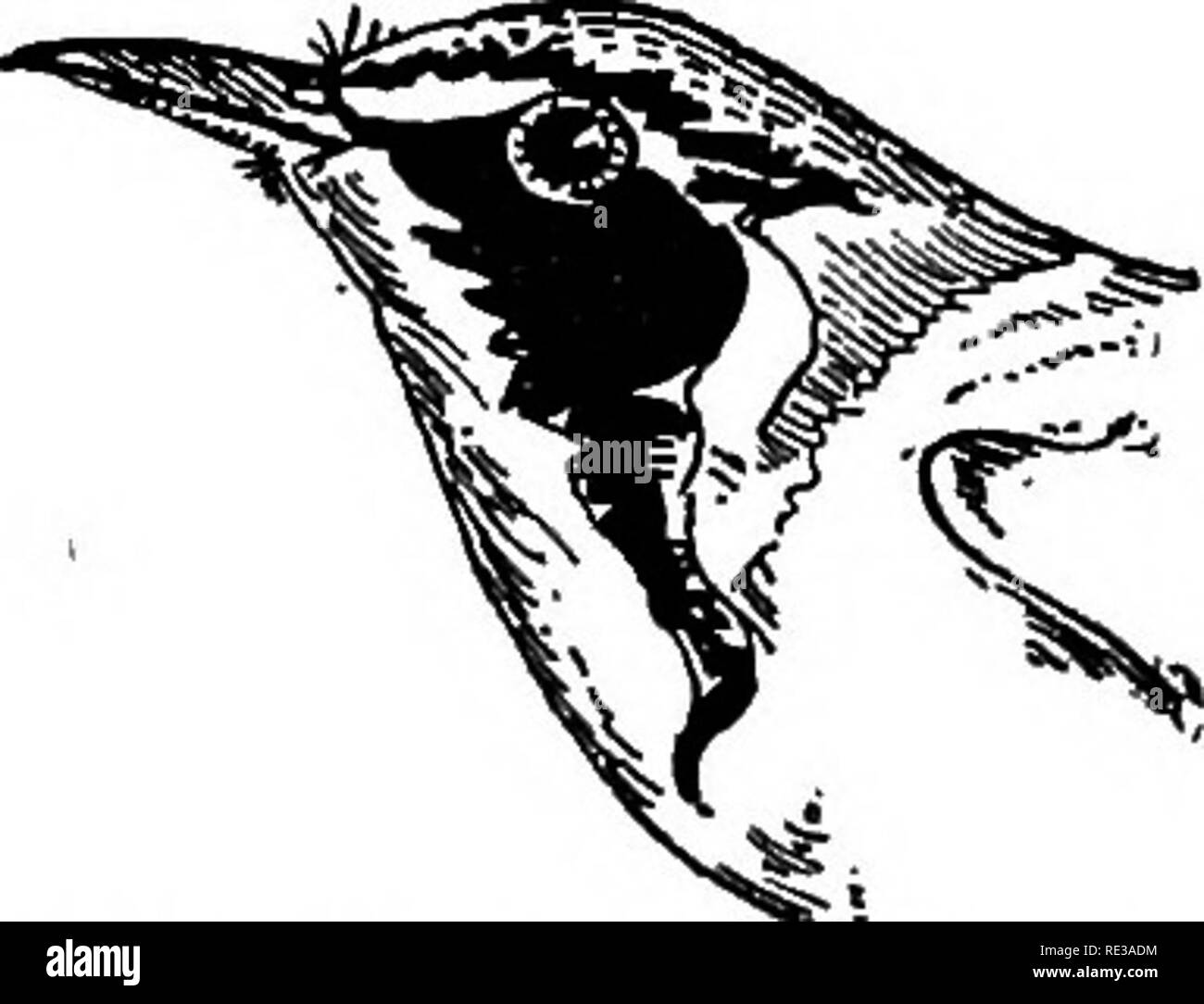 High elevation birds Black and White Stock Photos & Images - Alamy