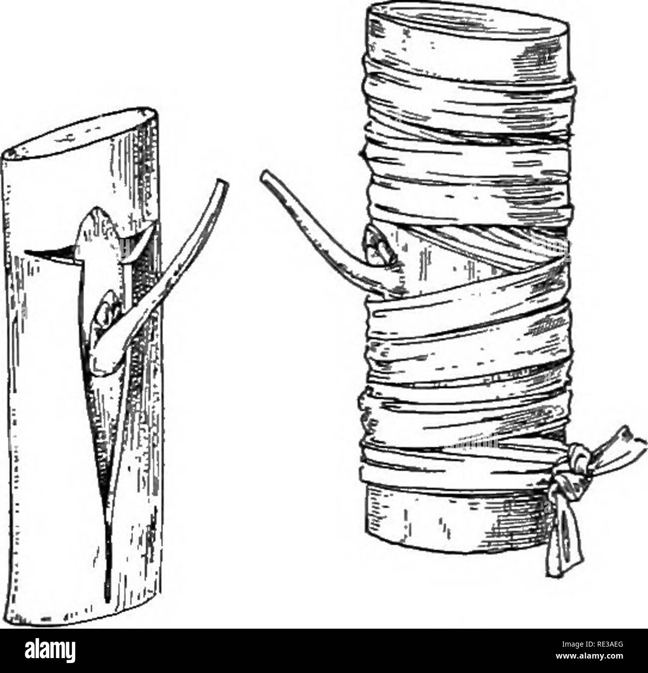 Budding variety Black and White Stock Photos & Images - Alamy