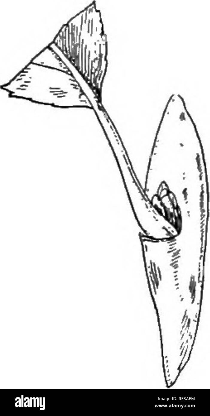 . Introduction to botany. Botany. SPECIAL FUNCTIONS AND FOR][S OF STE ...