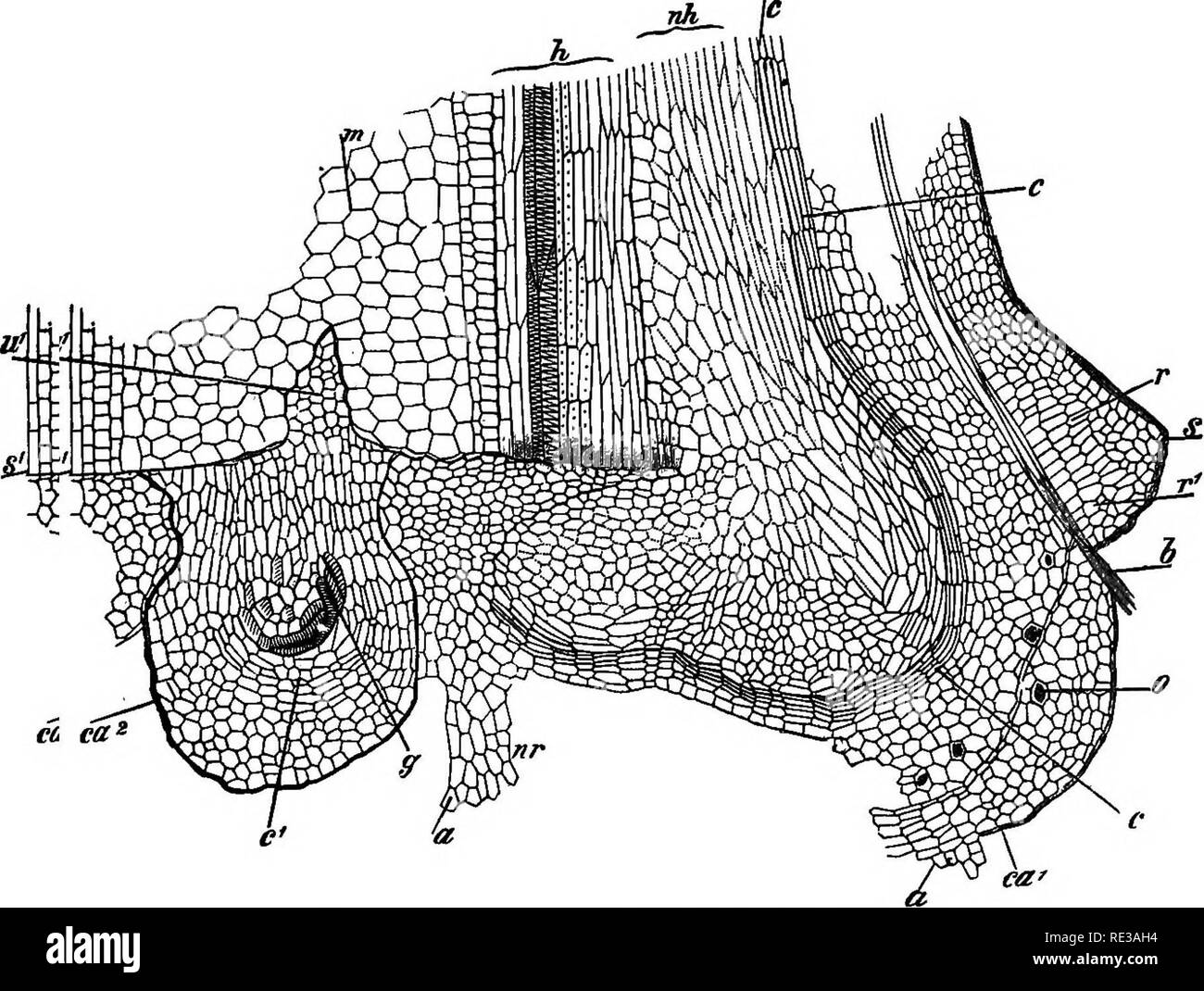 Plant callus Black and White Stock Photos & Images - Alamy