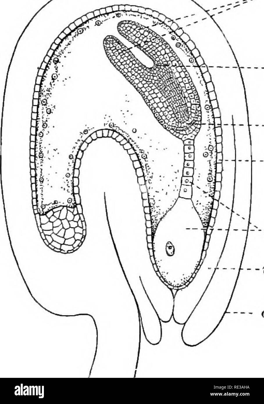 . Practical botany. Botany. ANGIOSPEEMS 327 sir 300. The embryo and ...
